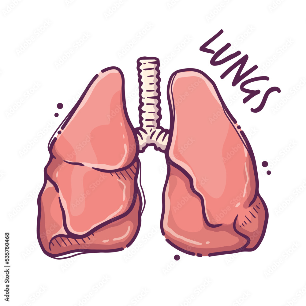 Lungs. Humans and animals internal organs. Medical theme for posters ...