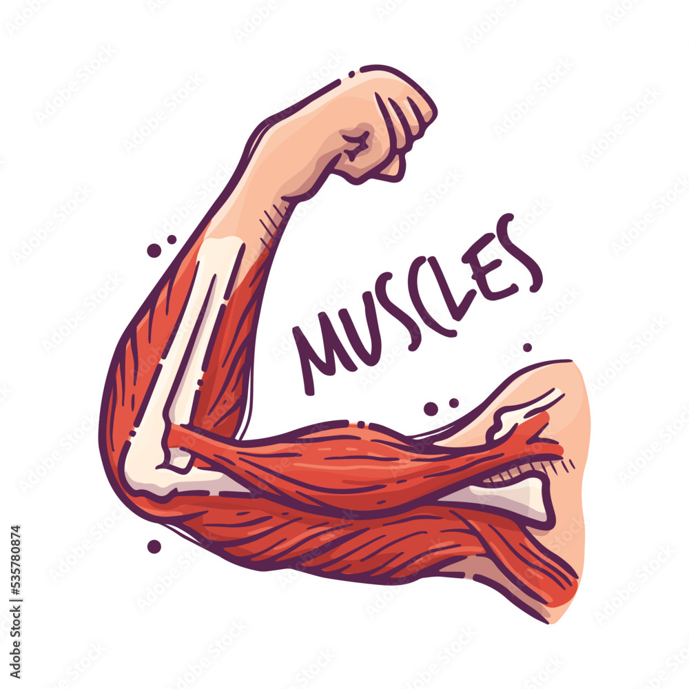 Muscles. Humans and animals internal organs. Medical theme for posters ...