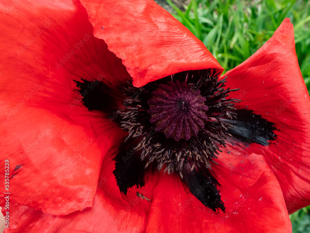 Oriental Poppy (Papaver orientale) 'Beauty of Livermere' flowering with ...