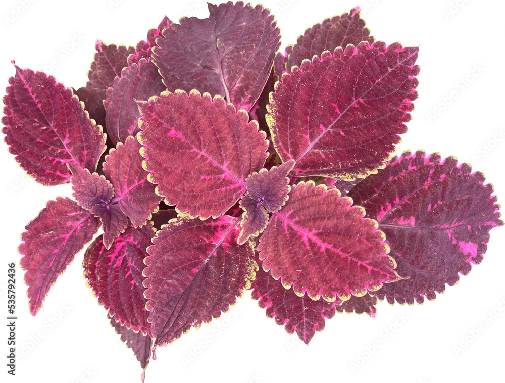 coleus plant leaf clipart png Stock Photo | Adobe Stock