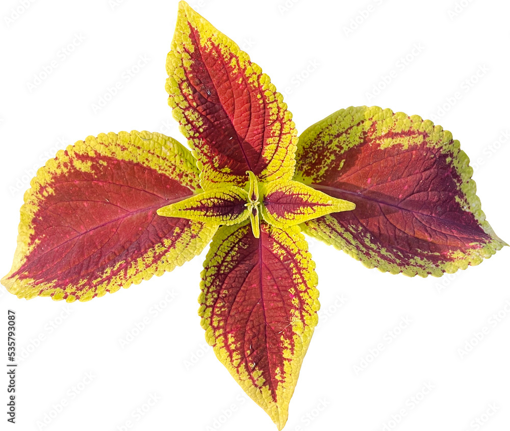 coleus plant leaf clipart png Stock Photo | Adobe Stock