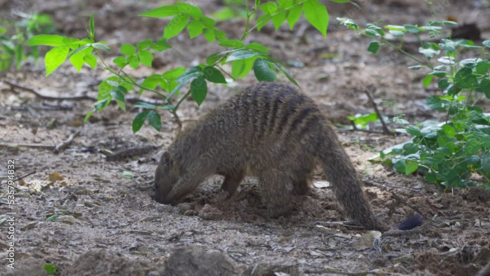 Banded mongoose (Mungos mungo)Pack of Banded mongoose diging insects ...