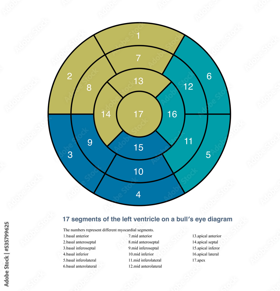 In imaging medicine, the left ventricle can be divided into 17 segments ...