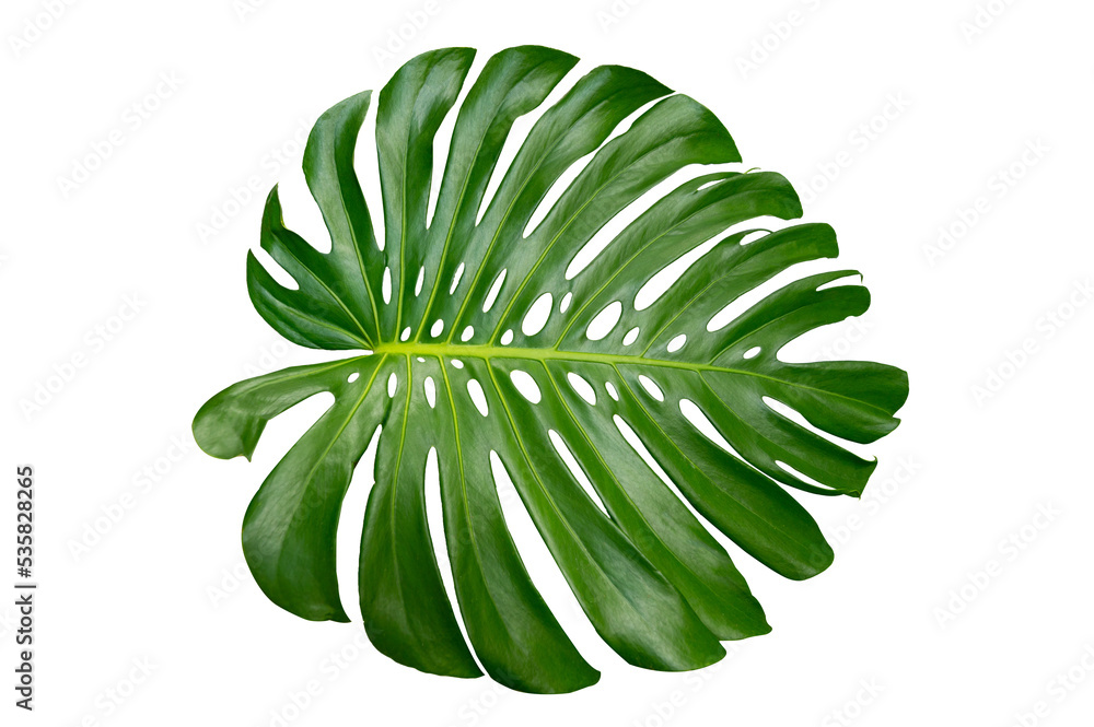 Monstera leaves leaves with Isolate on white background Leaves on white ...