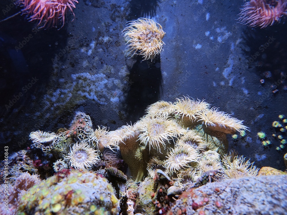 Fish Tanks at the Haus des Meeres - Aqua Terra Zoo in Vienna - An ...