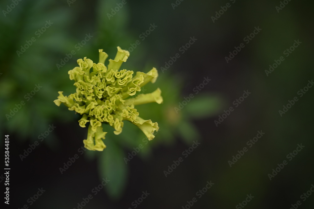 light yellow marigold flowers, marigold buds close-up on a background ...