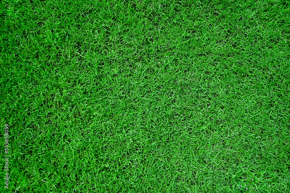 Golf Grass Texture