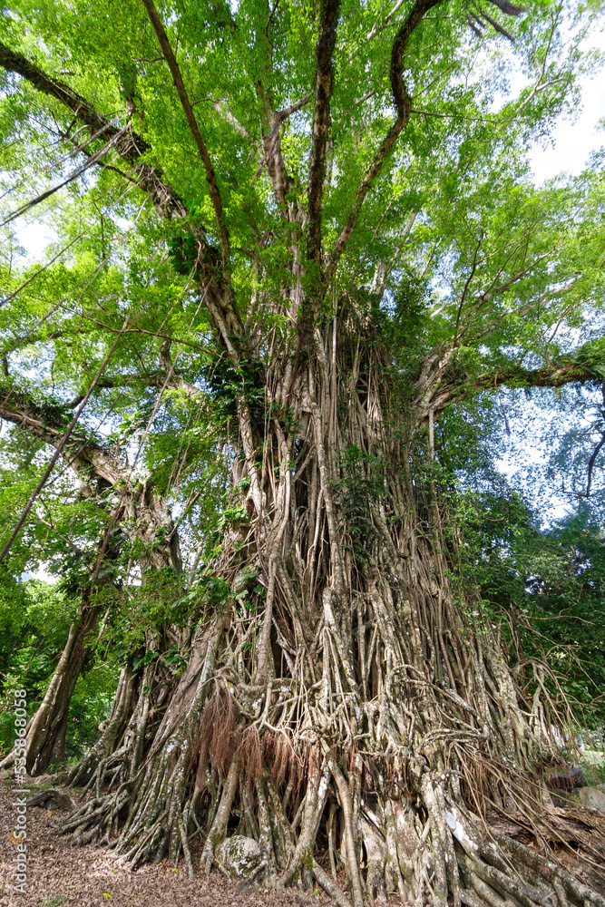 Giant banyan tree on Pentecost Island, Vanuatu Stock Photo | Adobe Stock