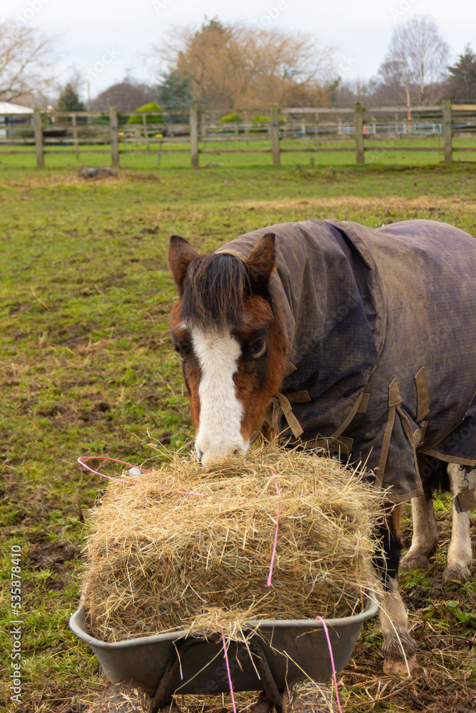 Foto Stock Self service, pretty bay pony wearing winter rug for warmth ...
