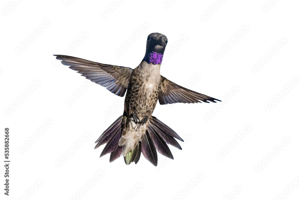 Black-chinned Hummingbird (Archilochus alexandri) Photo, Showing His ...