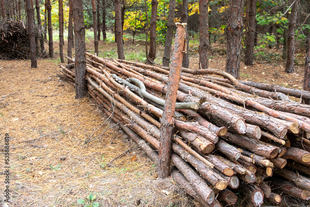 Pile of logs, stack of wood in pine tree forest. Sanitary logging ...