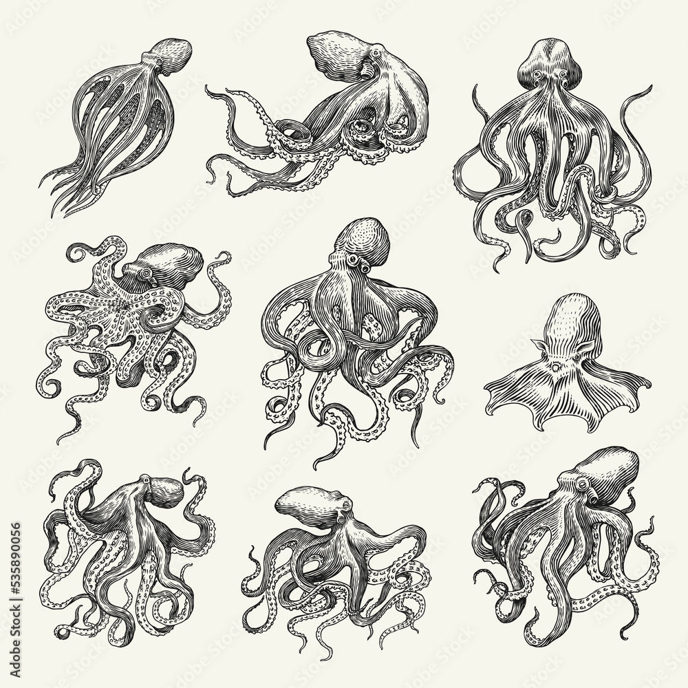 Sea octopus. Engraved hand drawn in old sketch, vintage creature ...