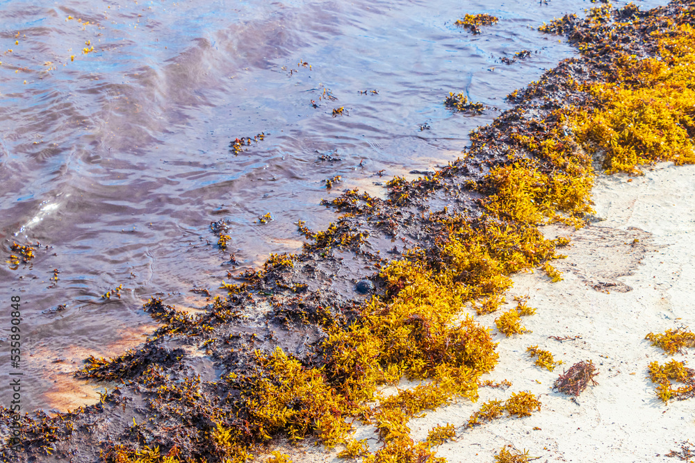 Very disgusting beach water with red seaweed sargazo Caribbean Mexico ...
