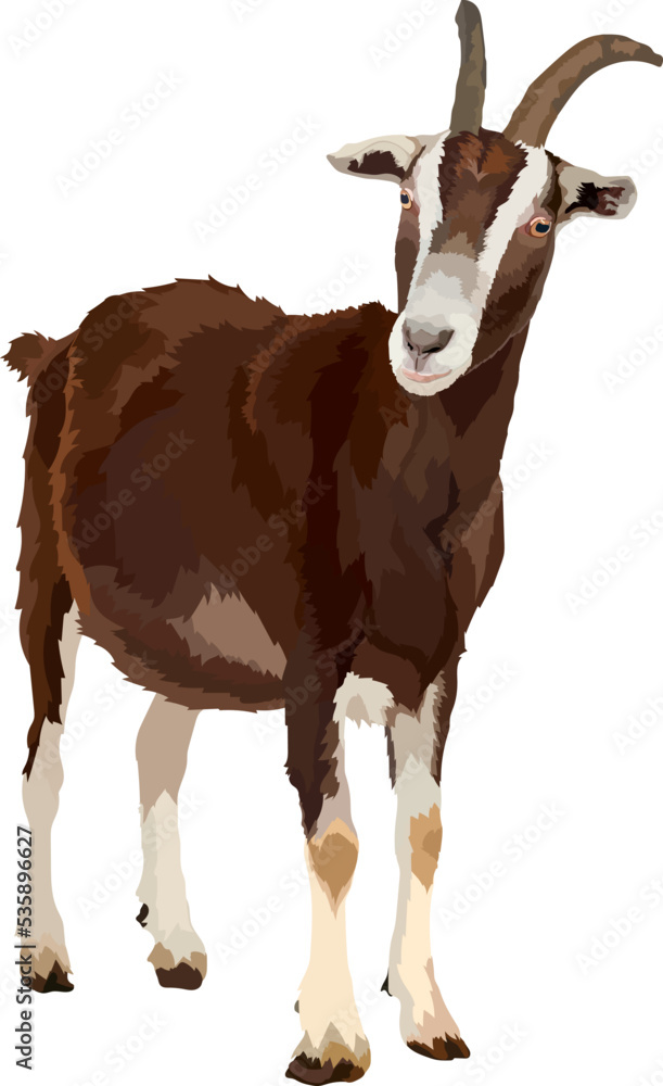 Realistic goat , side view, isolated farm animals. Stock Vector | Adobe ...
