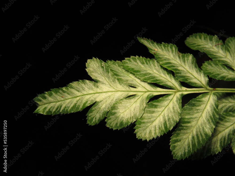 Pteris ensiformis, is a species of fern of the genus Pteris, belonging ...