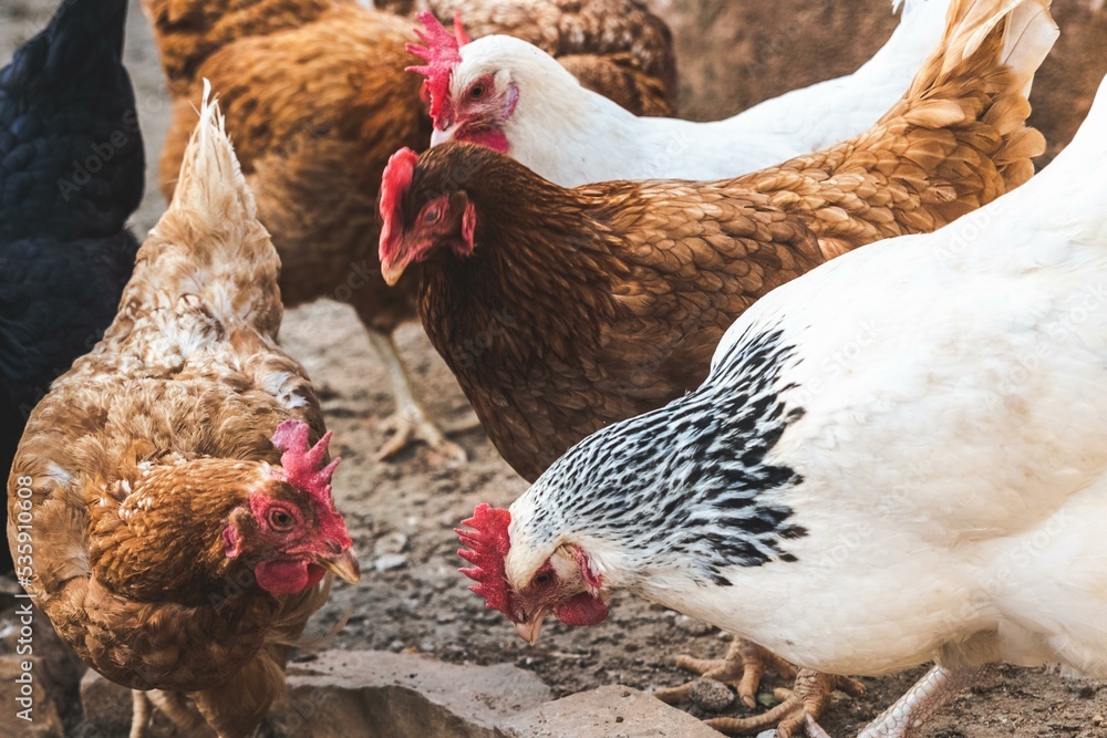 Pretty Hens