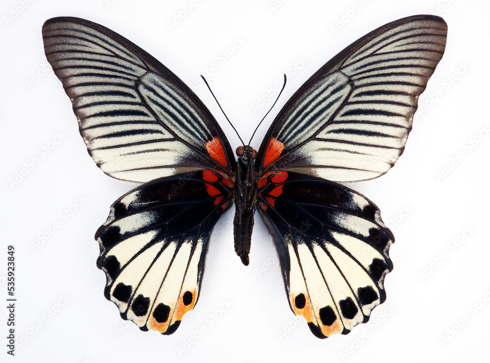 Black white butterfly isolated on white, Papilio memnon macro close up ...