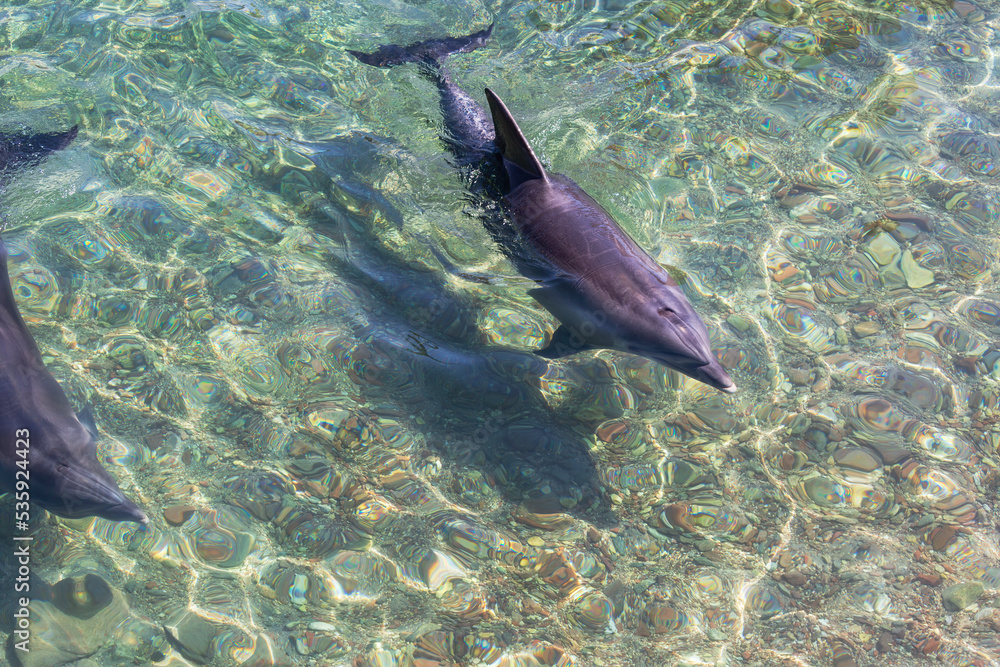 Bottlenose Dolphins at water's Surface. Dolphin swimming in Red Sea ...