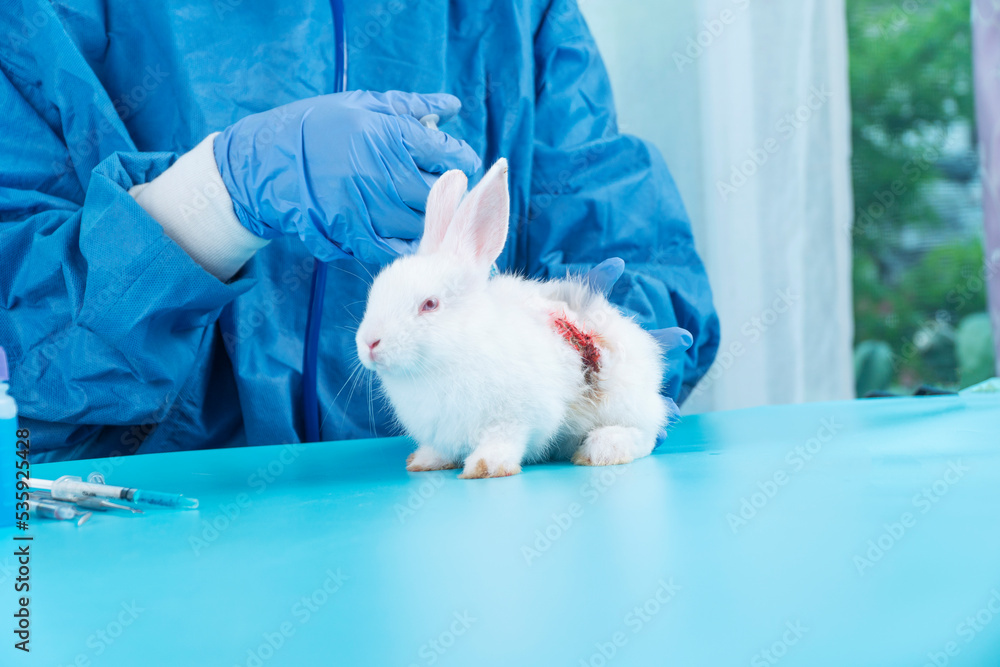 Veterinary woman wear uniform and gloves with stethoscope using syringe ...