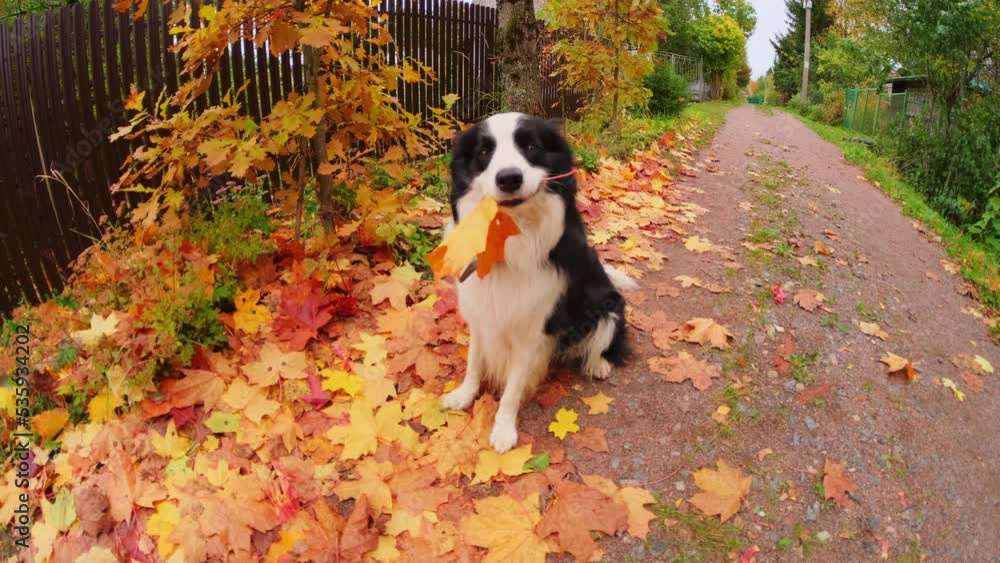 Funny puppy dog border collie with orange maple fall leaf in mouth ...