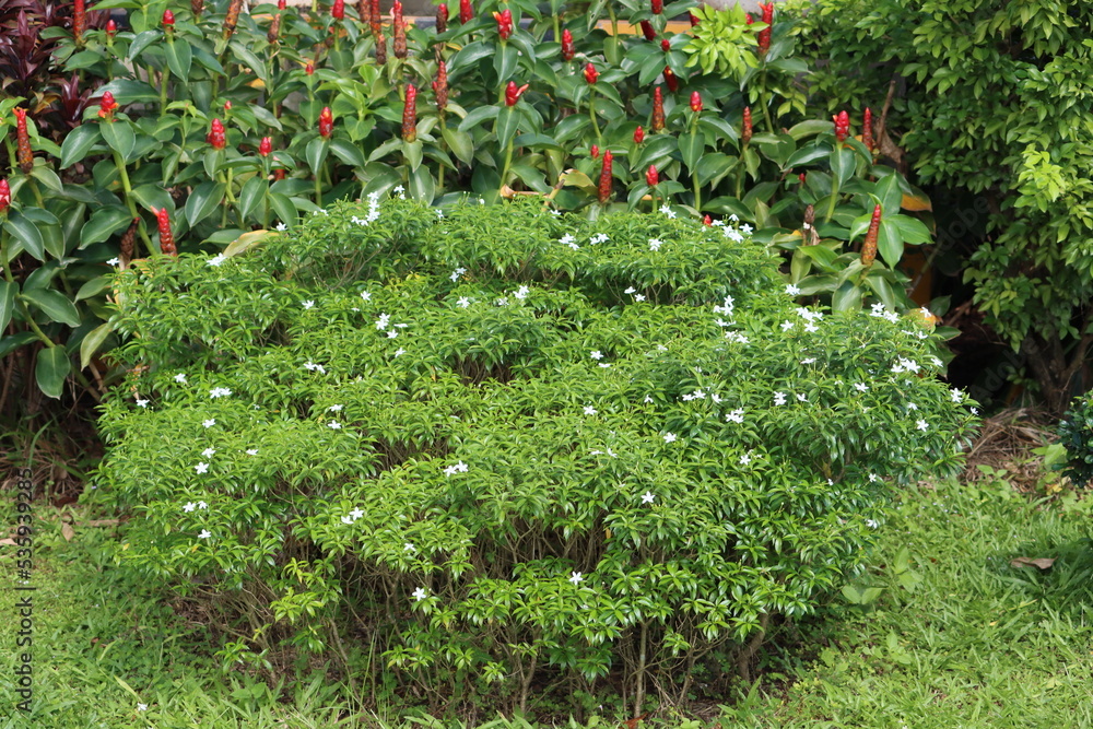 Tabernaemontana divaricata, commonly called pinwheel flower, crape ...