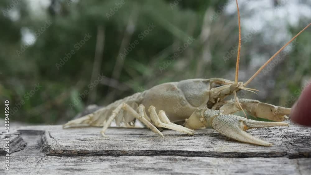 a human finger strokes the claw of a crayfish on a lying tree, against ...