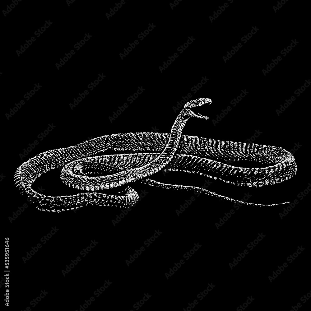 Western Green Mamba hand drawing. Vector illustration isolated on black ...