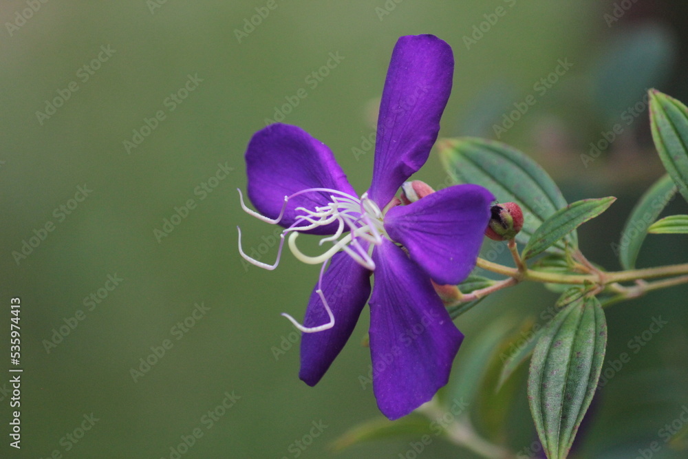 Glory Bush. Brazilian Spider Flower, Lasiandra, Princess Flower ...