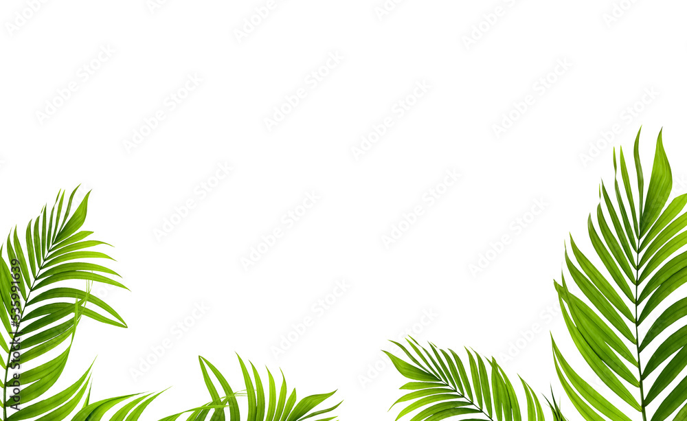 Foto de palm tree on transparent background. Floral background. png do Stock | Adobe Stock