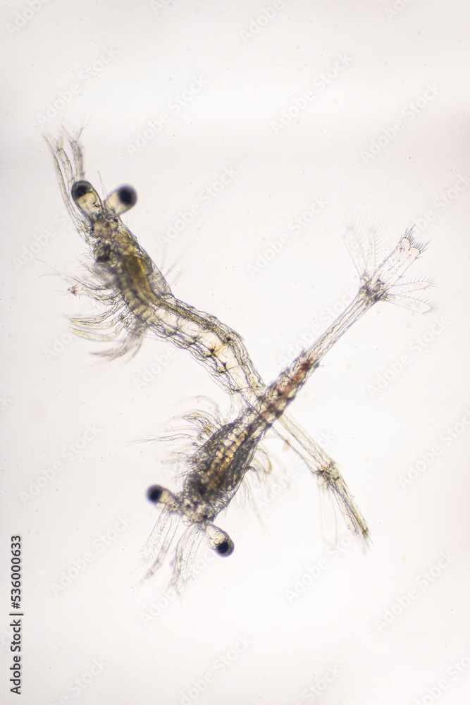 Shrimp, Mysis stage of Vannamei shrimp in light microscope, Shrimp ...