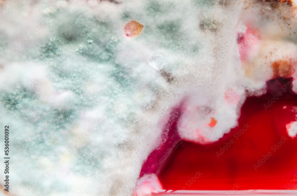 Spoiled food in a plastic box. Mold fungus on food close-up. Fluffy ...