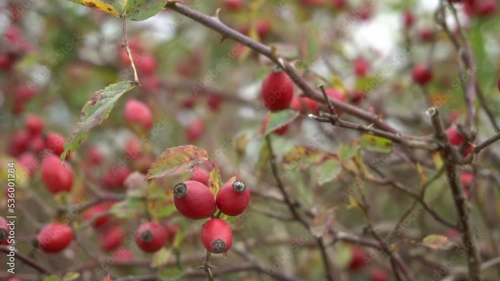 Branches of ripe rose hips in october. Rosa canina, commonly known as ...