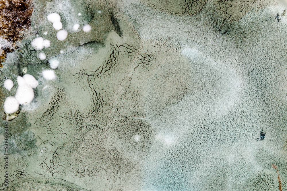 Mold. microbe colony. colonies grown on nutrient medium texture of mold ...