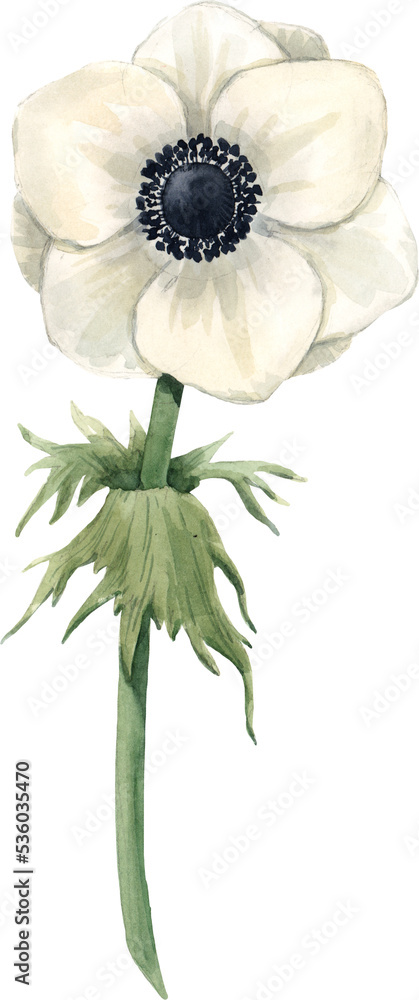 Beautiful png floral illustration with hand drawn watercolor anemone ...