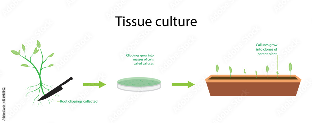 illustration of biology, Plant tissue culture, Tissue culture, plant ...
