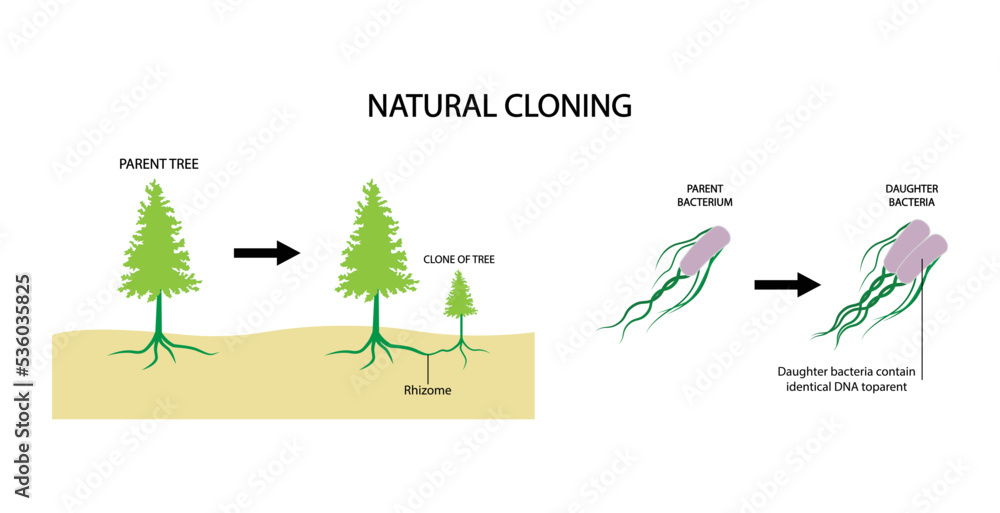Vetor de illustration of Biology and animal, Natural cloning, asexual ...