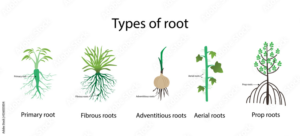 illustration of biology and plant kingdom, types of roots in plant ...