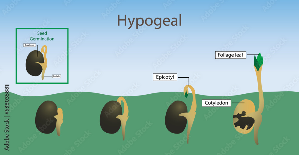 illustration of biology, Hypogeal, cotyledons expand, throw off the ...