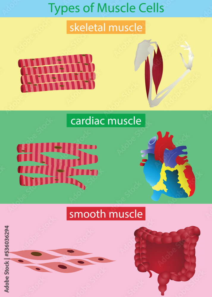 illustration of Biology, types of muscle tissue are cardiac, smooth and ...