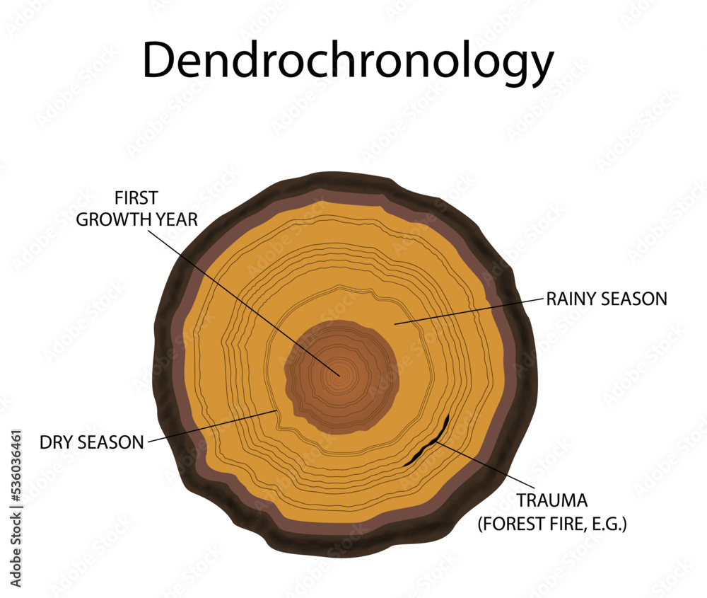 illustration of biology and plant kingdom, Dendrochronology is the ...