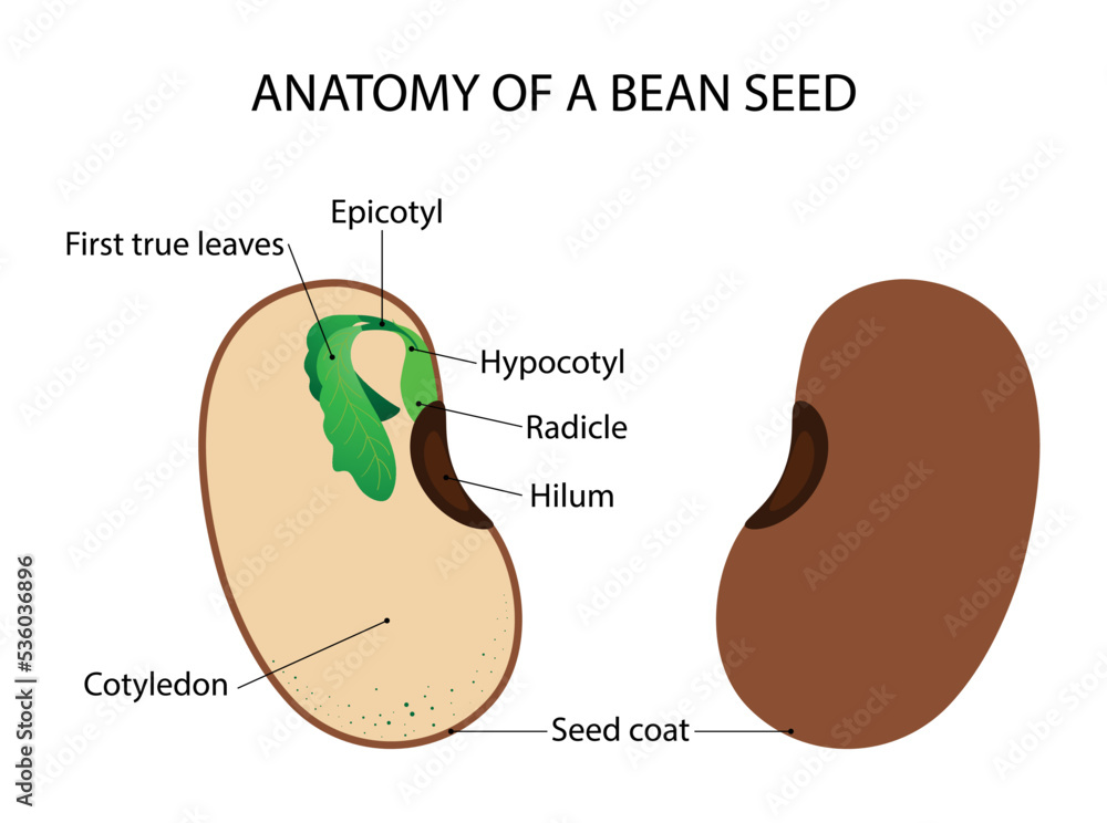 illustration of biology and plant kingdom, Seed in plants is the result ...