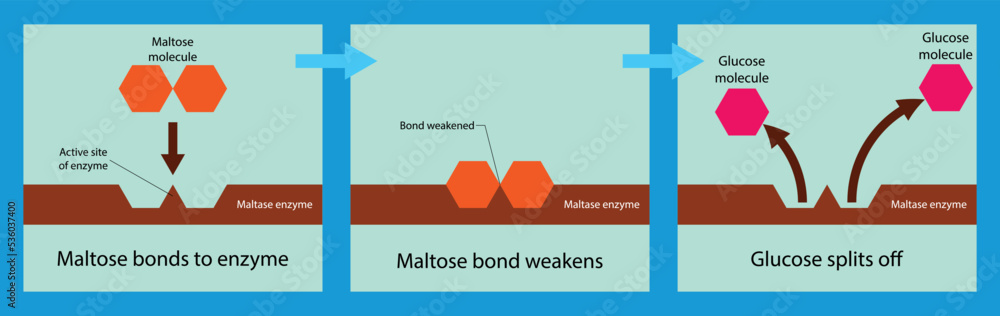Vetor de illustration of biology and chemistry, Maltose bonds to enzyme ...