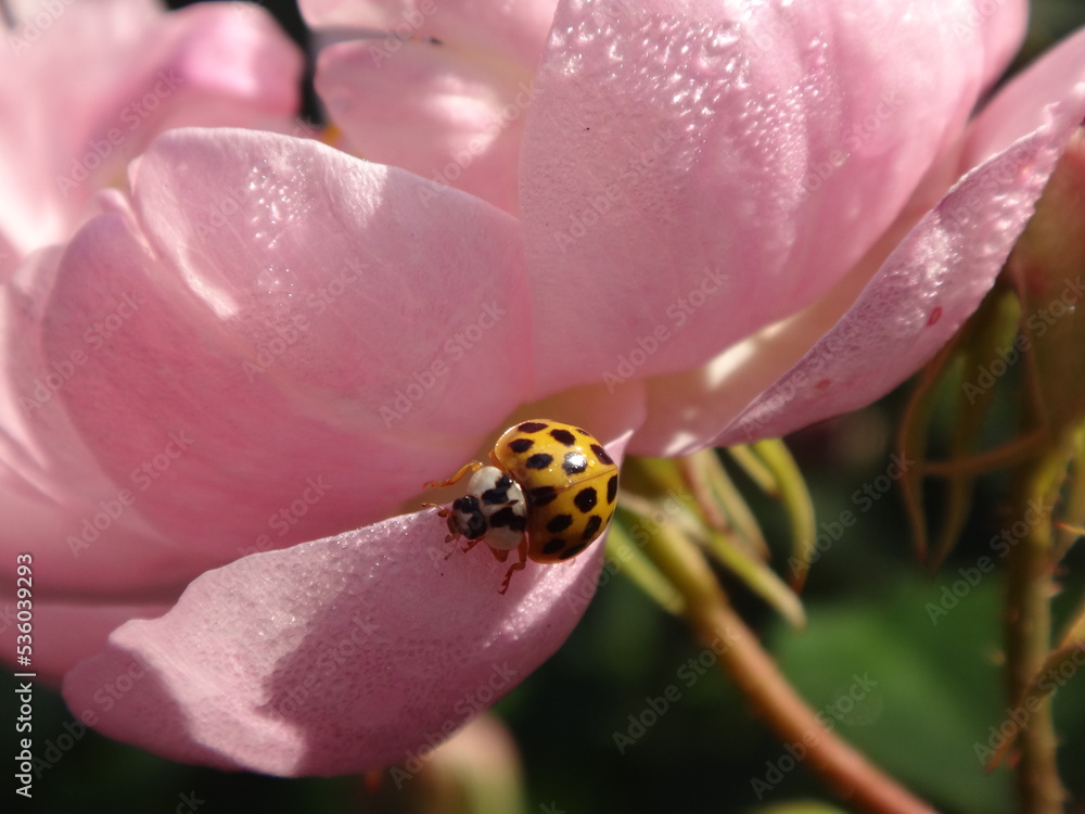 Yellow harlequin ladybird beetle (Harmonia axyridis) with 19 spots ...