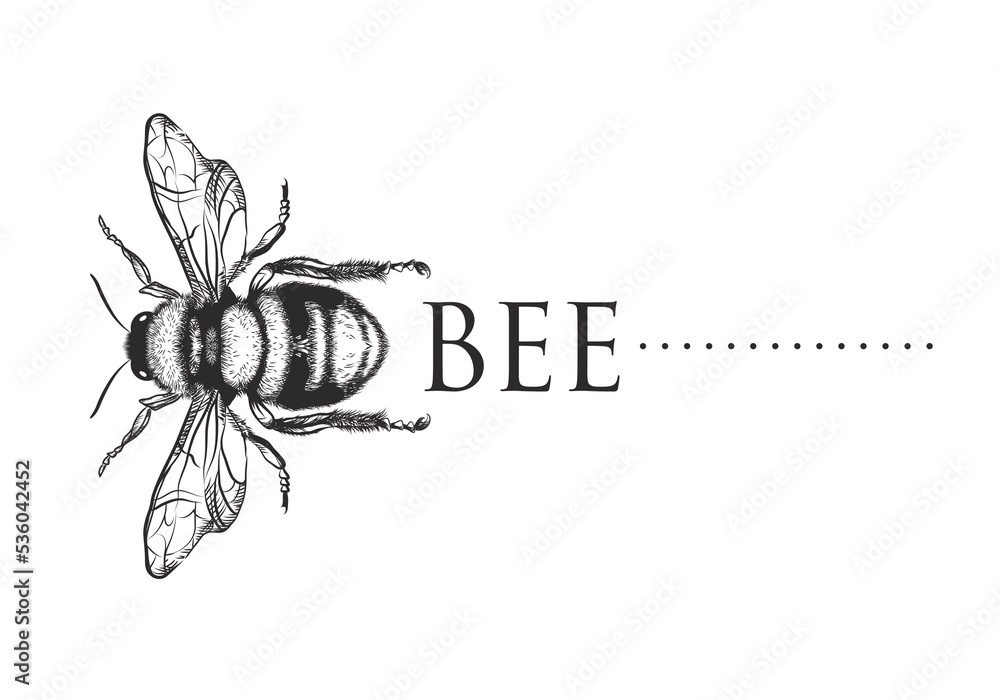 black bee line drawing vector on white background Stock Vector | Adobe ...