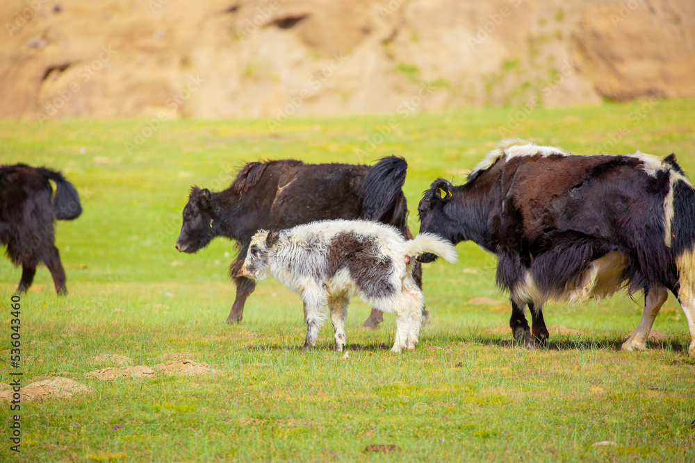 A herd of yaks graze in the mountains. Himalayan big yak in a beautiful ...