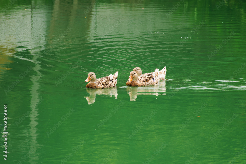 Domestic local duck family swimming and floating water on pond lake in ...