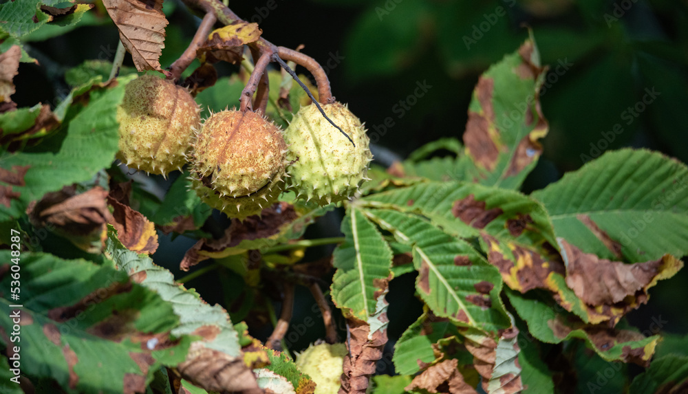 Fotografia do Stock: Chestnuts on the tree. Horse chestnut tree in fall ...