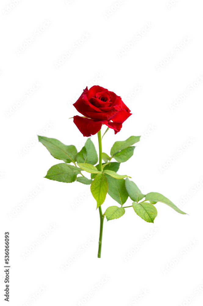 Single Beautiful Flower With Stem