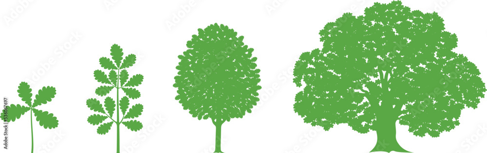 Oak growing stages. Isolated oak tree on white background Stock Vector ...