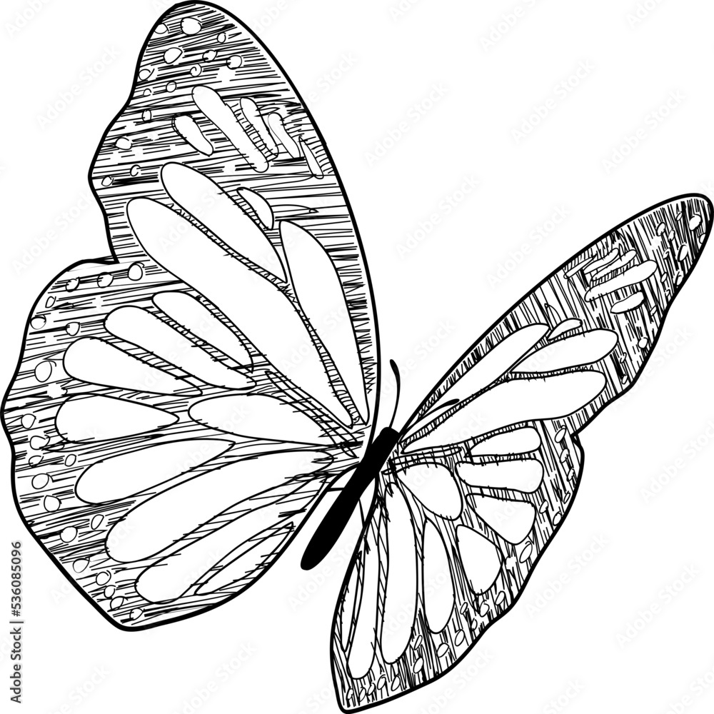 butterfly drawing hand drawn style Stock Vector | Adobe Stock